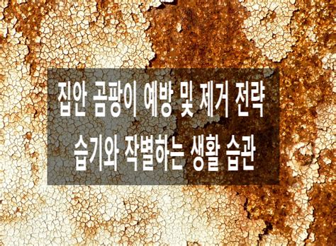 집안 곰팡이 예방 및 제거 전략 습기와 작별하는 생활 습관