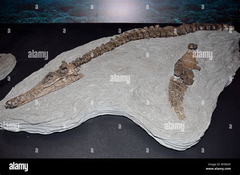 Plesiosaur Fossil In Rock Museum Of Rockies Bozeman Montana Usa