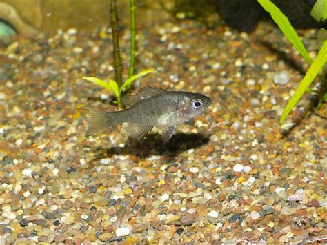 Id Juvenile Mn Sunfish Identification Assistance Nanfa Forum