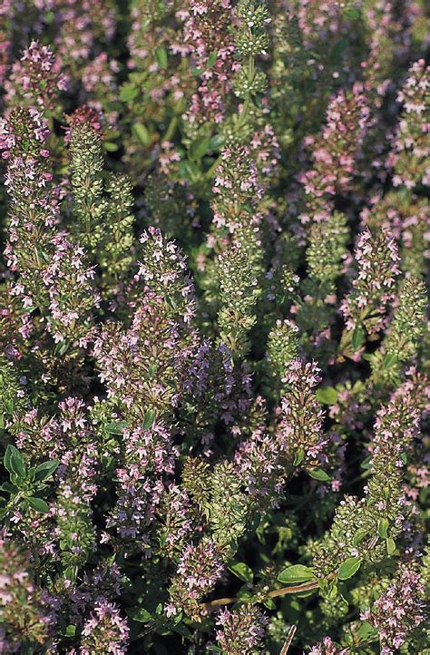 Thymus Serpyllum Muller Seeds