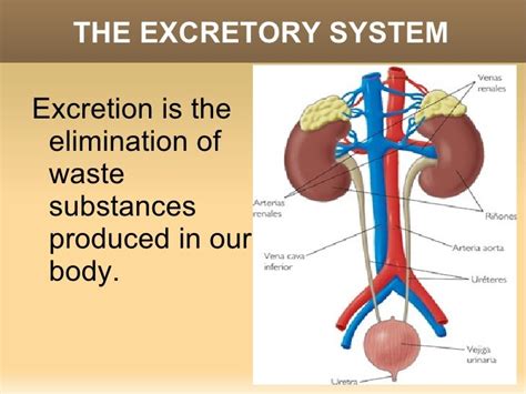 Excretory System Definition Diagram Organs And Function