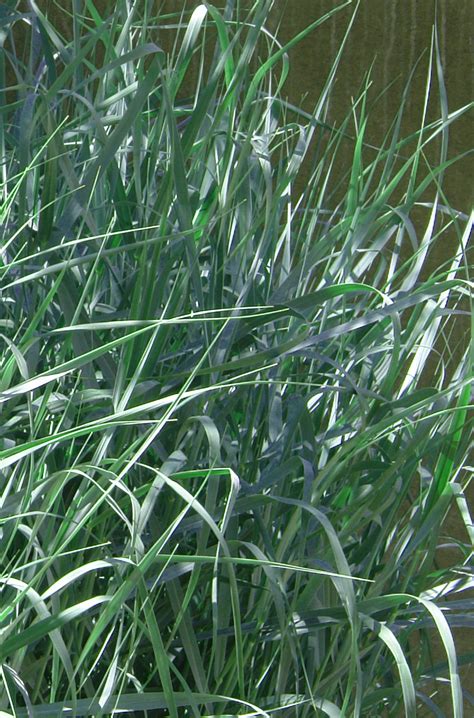 Panicum Blue Tower Knoll Gardens Ornamental Grasses And Flowering