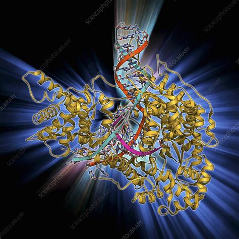 Dna Transcription Molecular Model Stock Image F0096160 Science