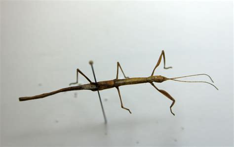 Phasmatodea Unbc Biol 322 Entomology