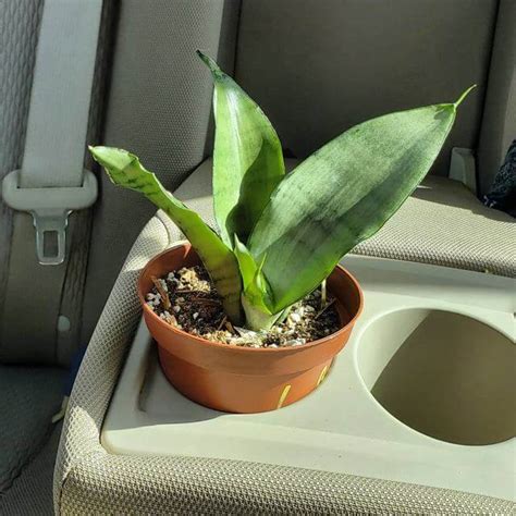 9 Small But Mighty Plants You Can Surprisingly Grow Inside Your Car