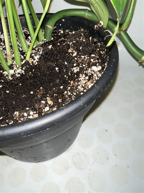 Are These Thrips Or Soil Mites Ive Treated With Systemic Pest Control