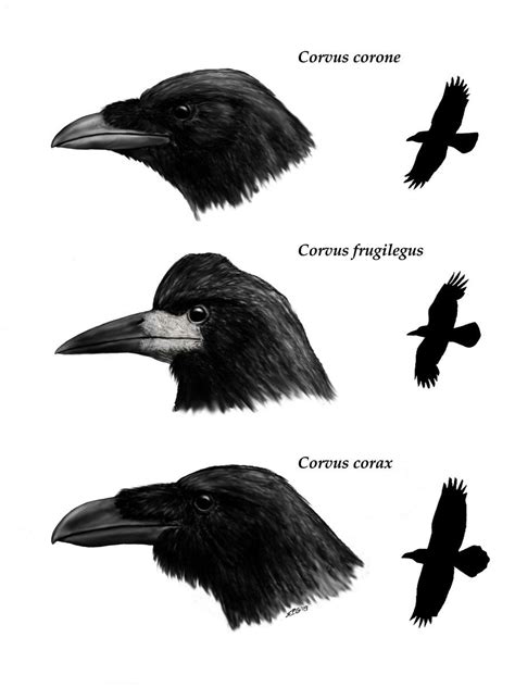 Crows By ~unlobogris Carrion Crow Corvus Corone Rook Corvus