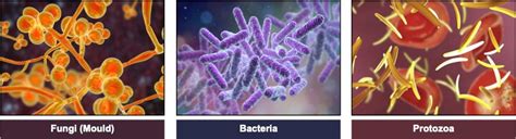 Pathogens Vce Bioninja