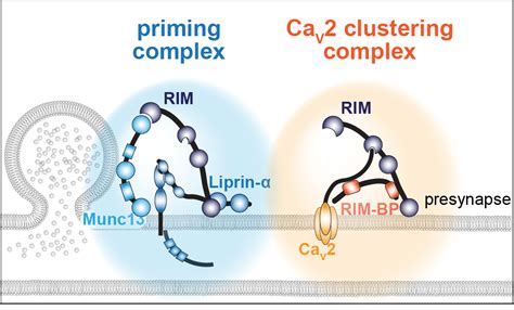 Research — Emperador Melero Lab