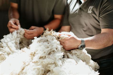 Wonder Wool The Forever Fibre — Future Fibres Trading Co