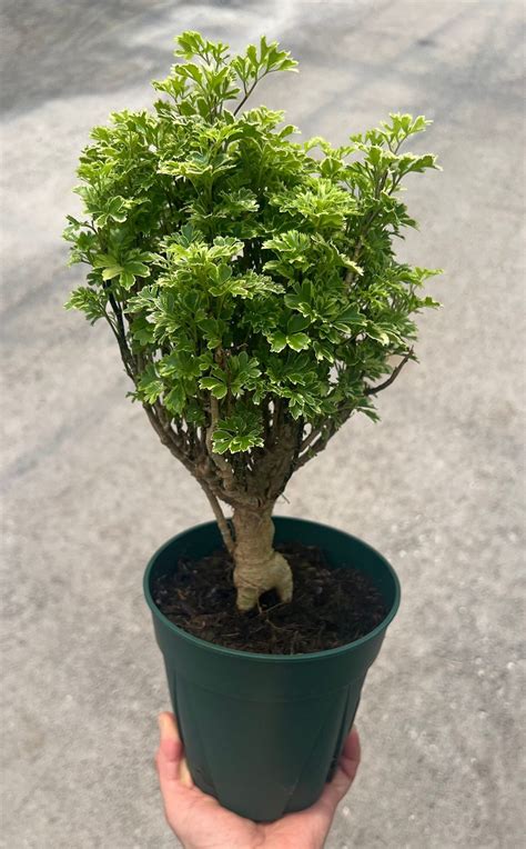 Variegated Aralia Ming Bonsai Tree Polyscias 6 Pot Etsy