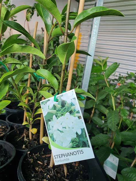 Madagascar jasmine