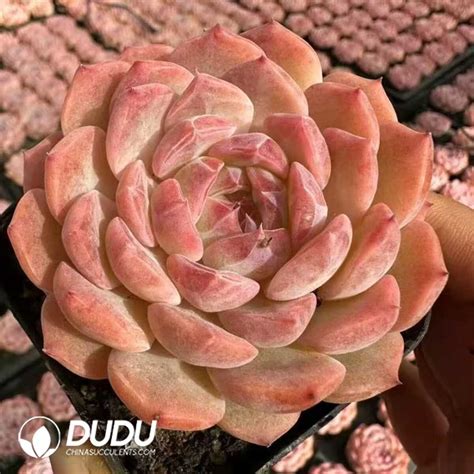 Echeveria Sex Spirit Fox Dudu Wholesale Rare Live Succulents Plants