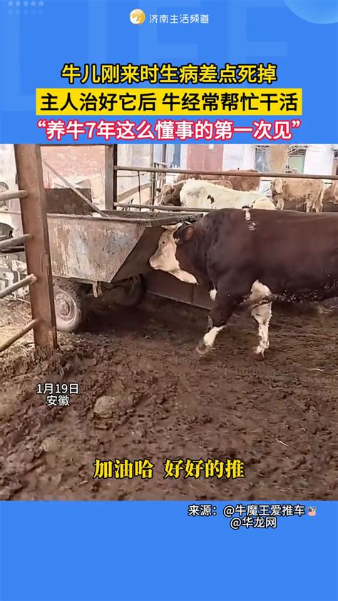 牛儿刚来时生病差点死掉，主人治好它后，牛经常帮忙干活 腾讯新闻