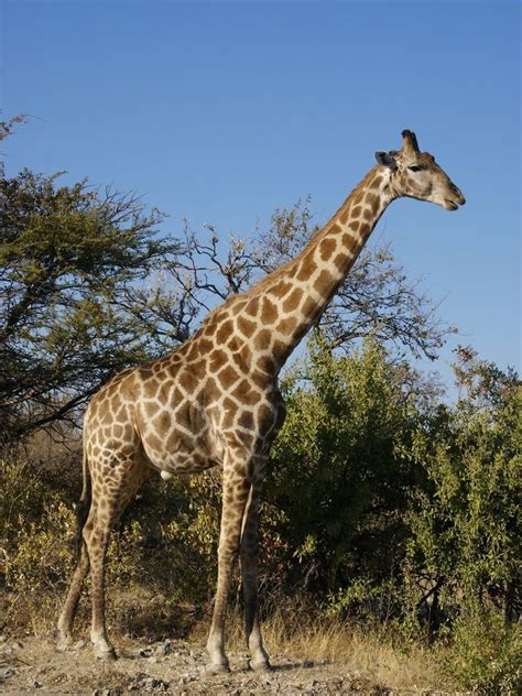 Giraffe Giraffe Pictures Southern Giraffe