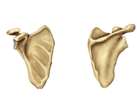 Erica Aandp Lab Scapular Diagram Quizlet