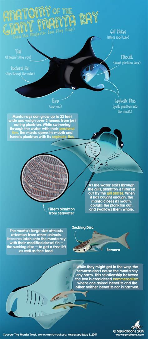 Giant Oceanic Manta Ray Size Comparison Ukrainearmor