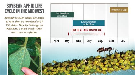 Soybean Aphids Have Arrived Send In The Scouts Agweb