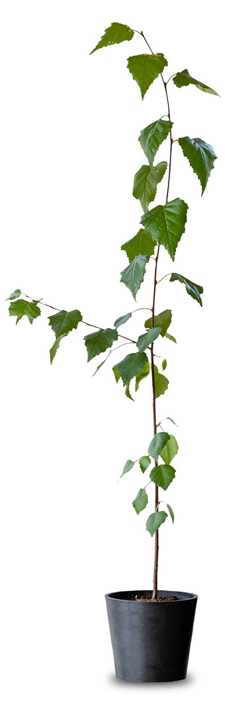 Hallava Ja Muistopuu Mirellan Hautauspalvelu