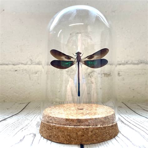 Bug Frames Insect And Butterfly Displays Ethically Sourced