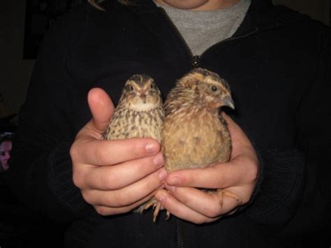 Coturnix Quail Male Vs Female
