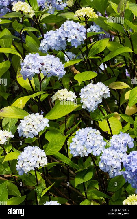 Black Stems Distinguish The Smaller Headed Mophead Hydrangea