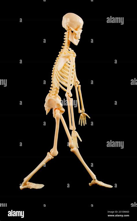 Human Skeleton Model Depicted In A Dynamic Walking Pose Showcasing The Anatomical Structure And
