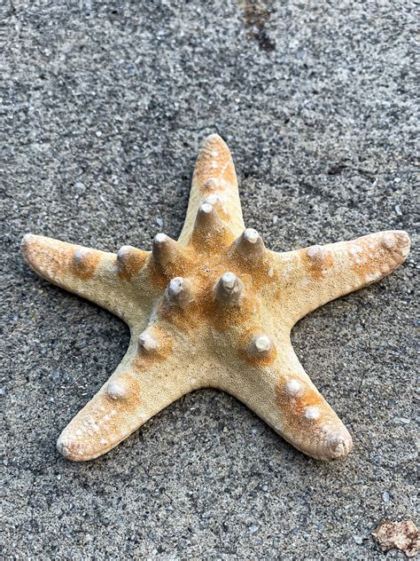 Thorny Starfish 100mm Health Of Mind Art