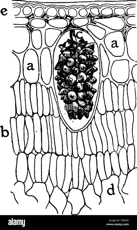 Ficus Elastica Leaf Cross Section
