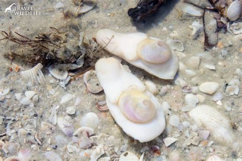 The Living Sea Shells A Photo Gallery Of Sanibel Island Shells