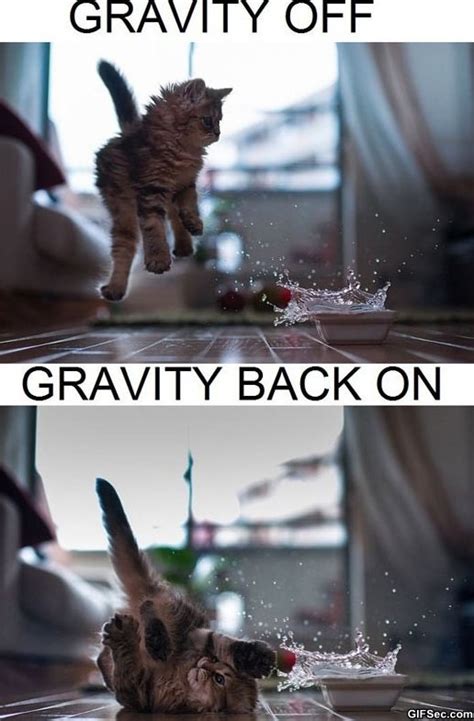 Funny Quotes About Gravity Quotesgram