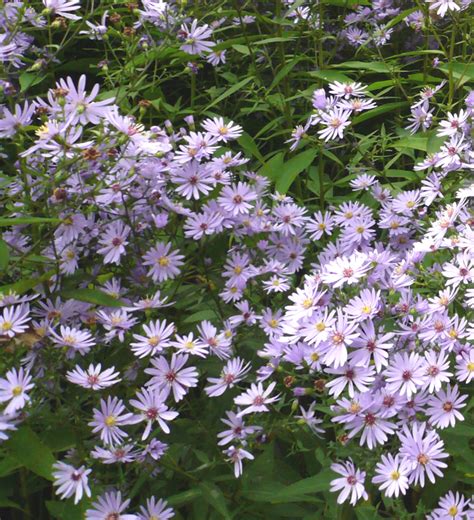 Aster Macrophyllus Twilight