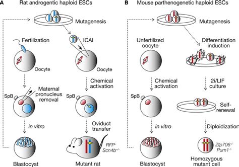 When Half Is Better Than The Whole Advances In Haploid Embryonic Stem
