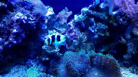 Клоун Кларка и актиния - YouTube