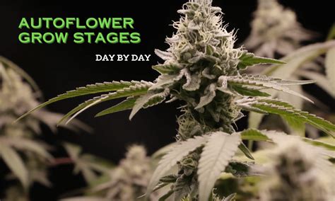 7 Signs To Determine When Autoflower Is Harvest Ready