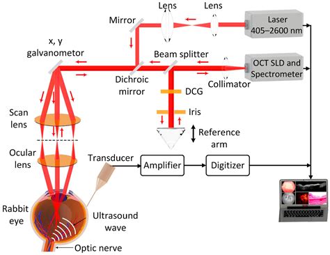 Multimodal In Vivo Imaging Of Retinal And Choroidal Vascular Occlusion