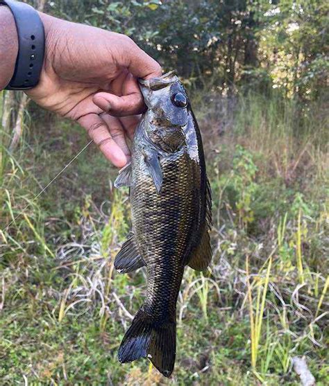 First Suwannee Bass Fishing Reports Bass Fishing Forums