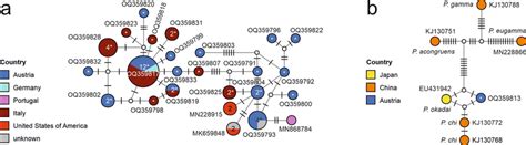 Median Joining Haplotype Network Of The Coi Sequences 647 Nucleotide