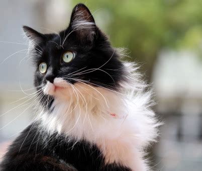 Free Images Cute Abandoned Black Cat Playful Outdoors Whiskers