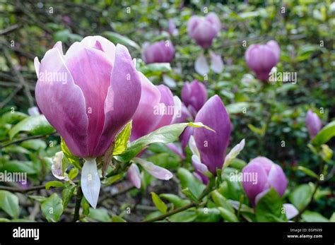 Saucer Magnolia Flower
