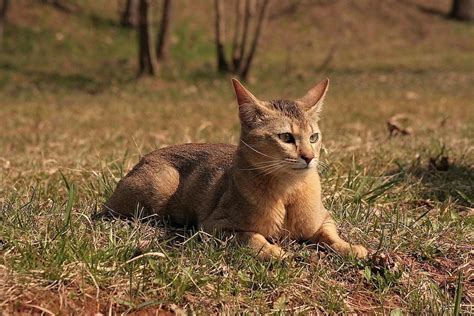 Chausie Cat Size