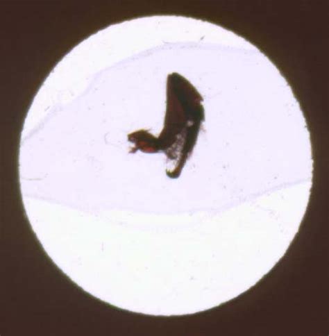 Intel Play Qx3 Microscope