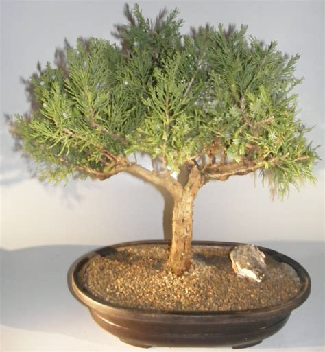 Juniper Bonsai Tree Juniperus Chinensis ‘parsonii
