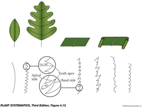 Plant Morphology 9 Leaf Margins Diagram Quizlet