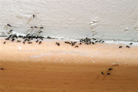 Little Black Ants