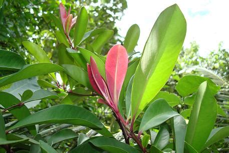 Ardisia Elliptica