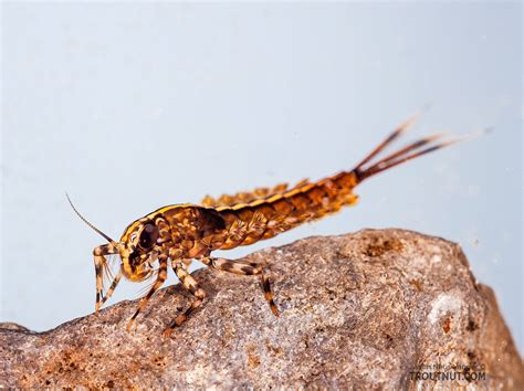 Identification Easy Anglers Key To Common Mayfly Nymphs