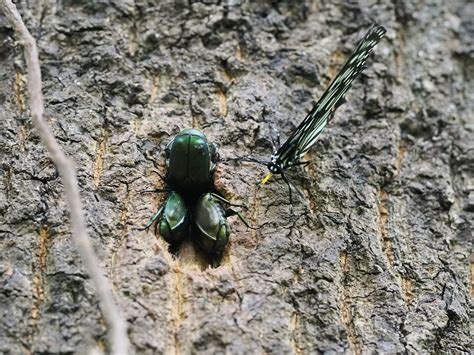 雑木 雑木林の中から