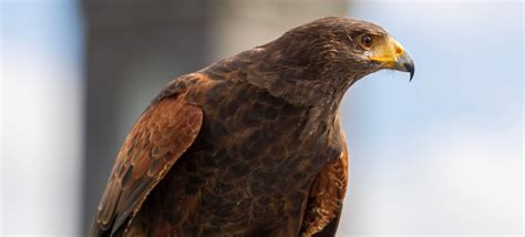 Falconry Bird Watch Glenlo Abbey Hotel And Estate