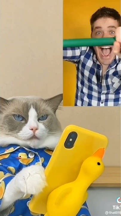 Mini Curiosidades De Meow Cheft Short Meowcheft Youtube